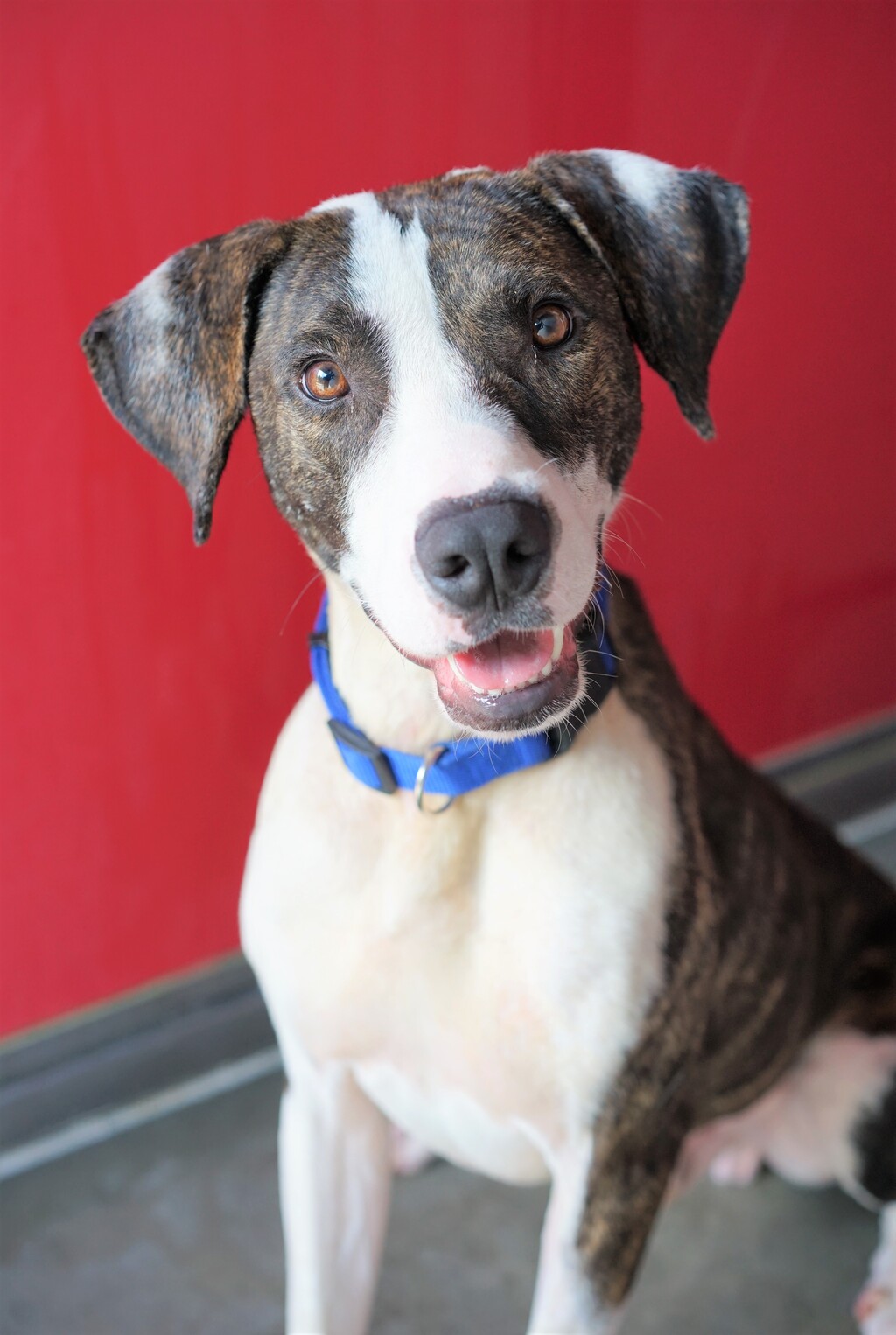 Sammy - Medium Male Bull Arab Mix Dog in QLD - PetRescue