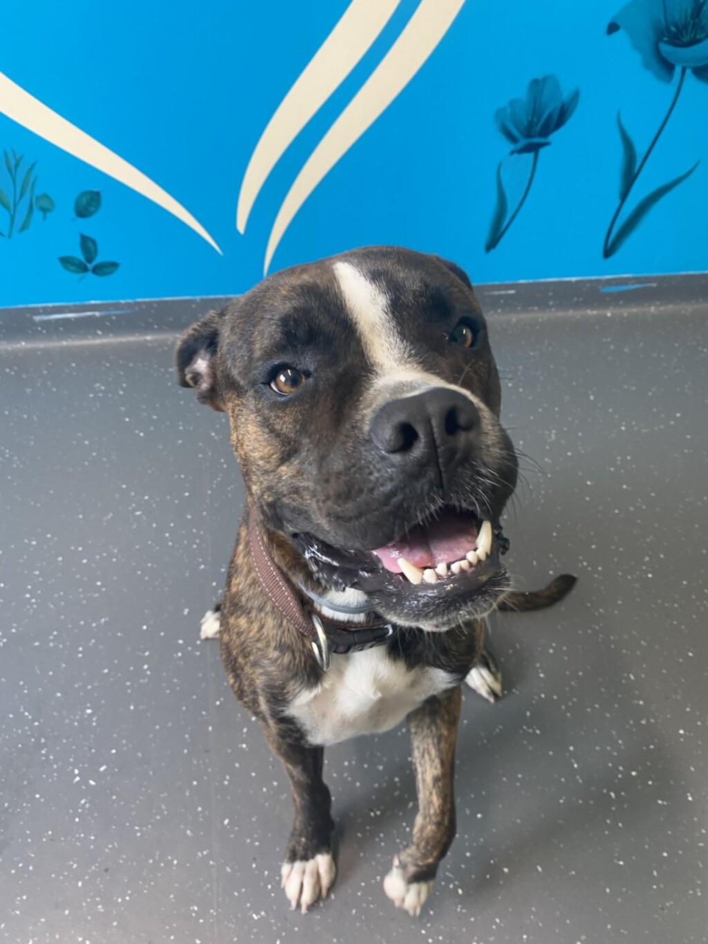 Cruz - Large Male Australian Bulldog x Boxer Mix Dog in QLD - PetRescue