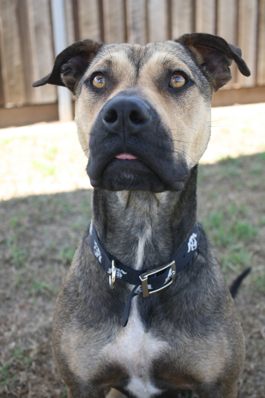 Molly - Large Female Rhodesian Ridgeback x American Staffordshire Bull ...