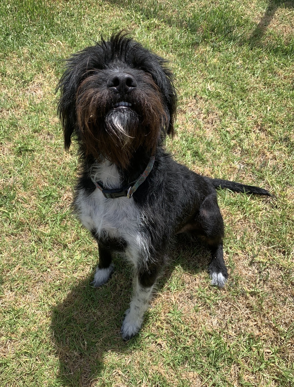Scruffy - Medium Male Tasmanian Smithfield Dog Mix Dog in QLD - PetRescue