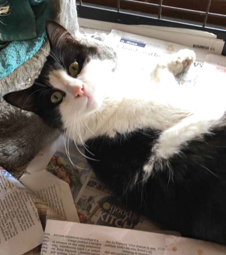 Tubby - Male Birman Mix Cat in NSW - PetRescue