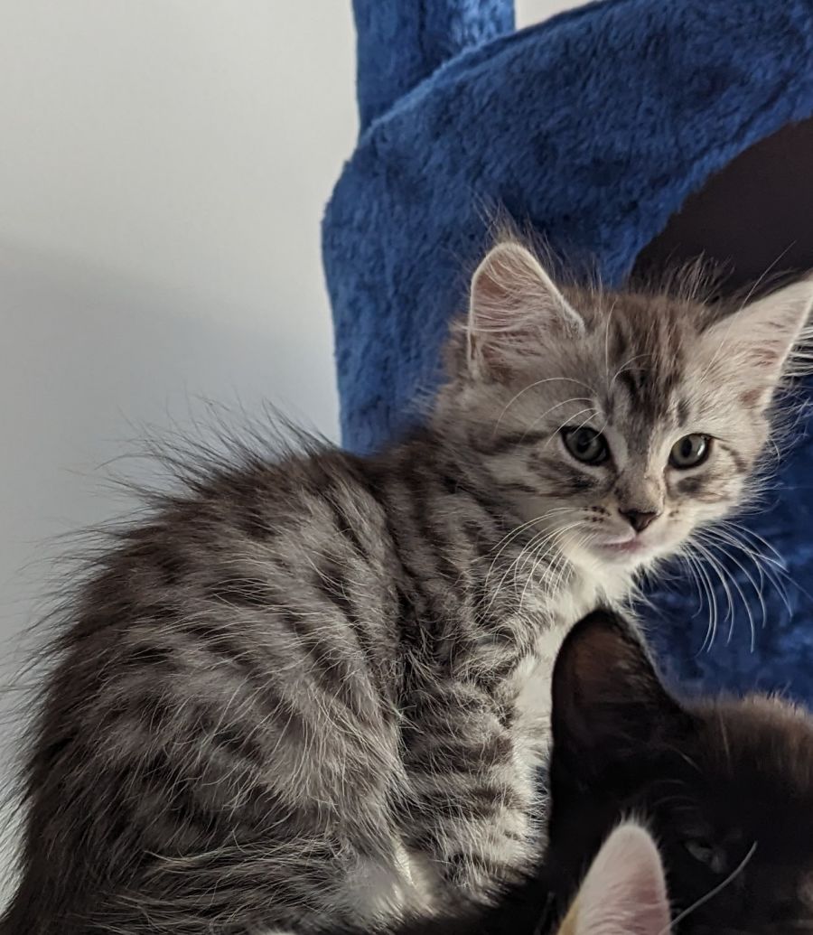 Junebug - Female Domestic Medium Hair Cat in VIC - PetRescue