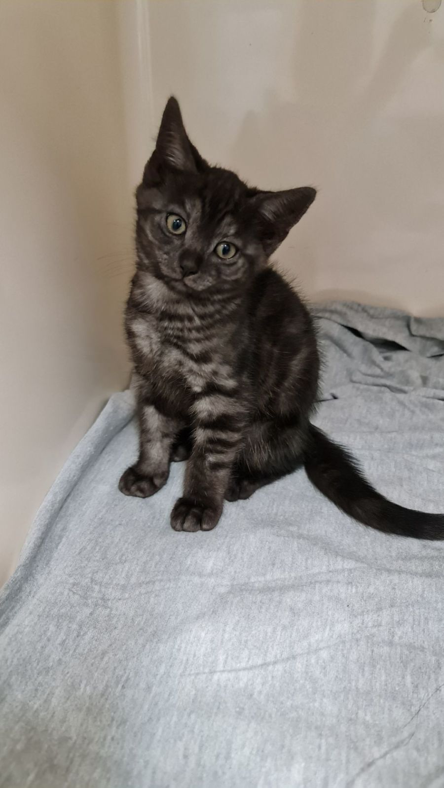 Dapple - Female Domestic Medium Hair Cat in NSW - PetRescue