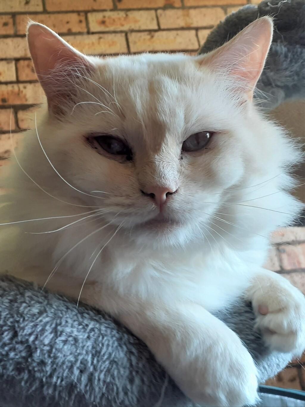 Rex - Male Ragdoll Mix Cat in NSW - PetRescue