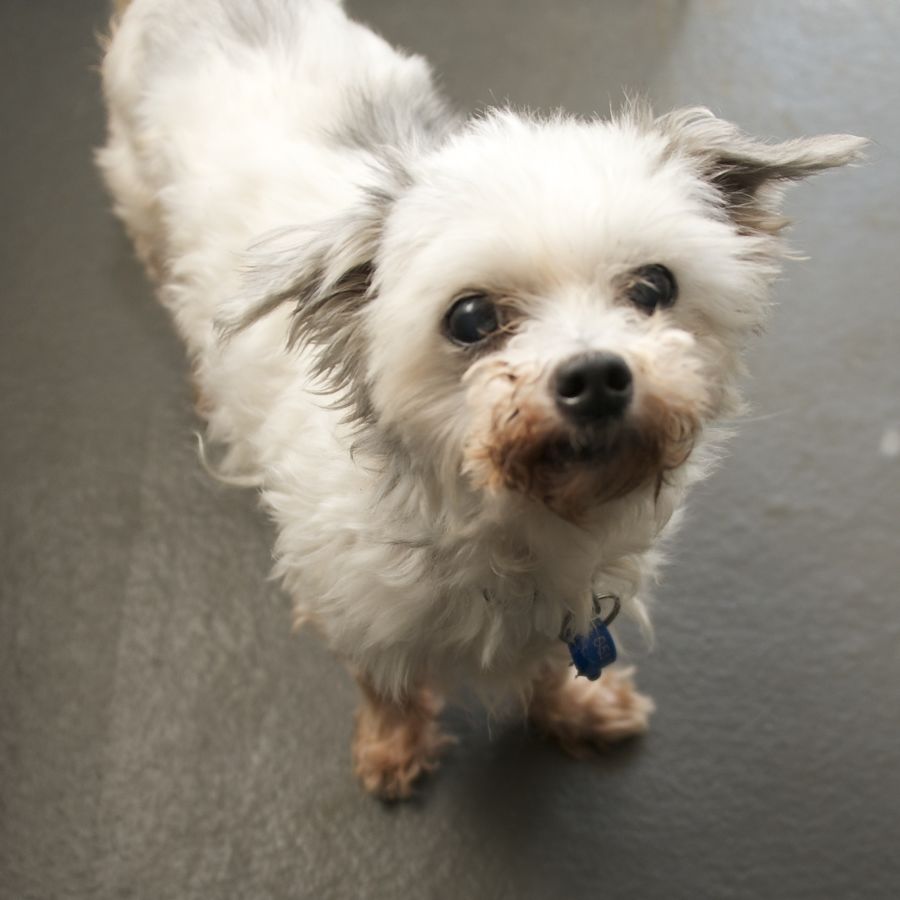 Coco - Small Female Maltese Dog in NSW - PetRescue