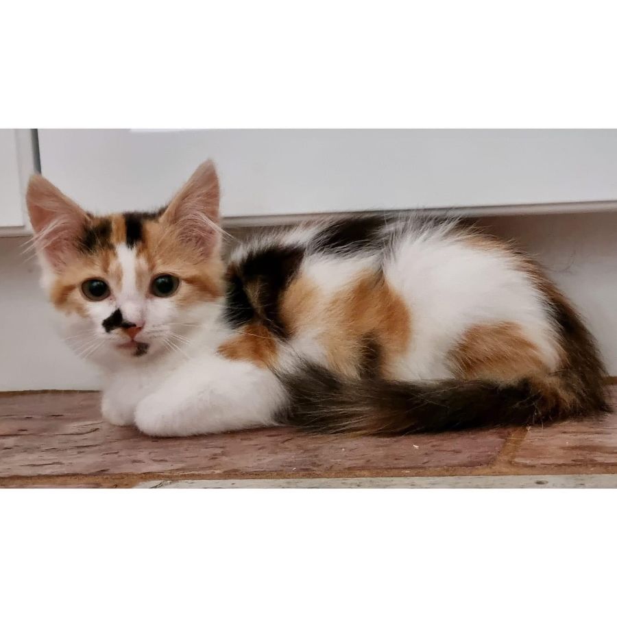 9075 - Phoenix - Female Domestic Short Hair Cat in WA - PetRescue