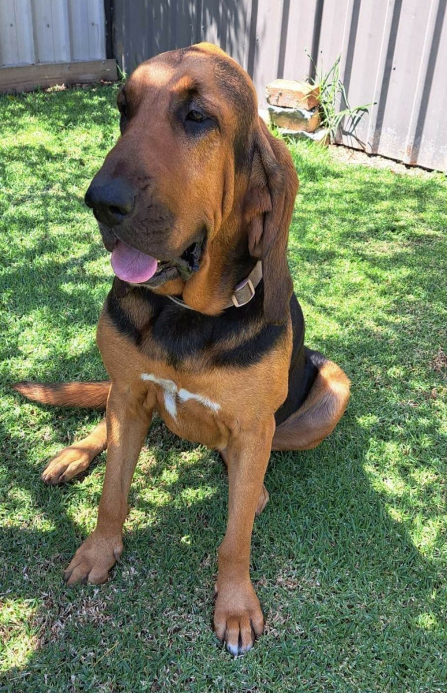 Clover - Large Female Bloodhound Dog in NSW - PetRescue