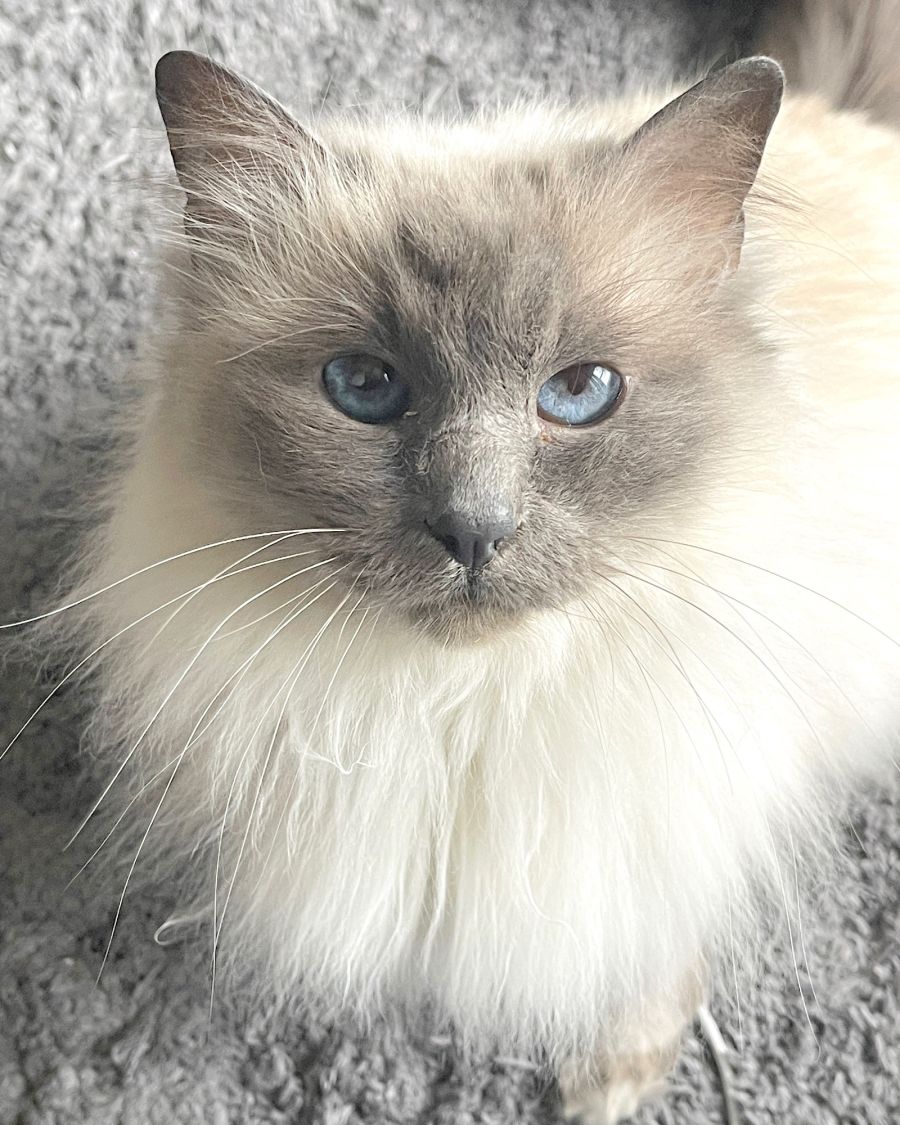 Berry - Female Birman Cat in VIC - PetRescue