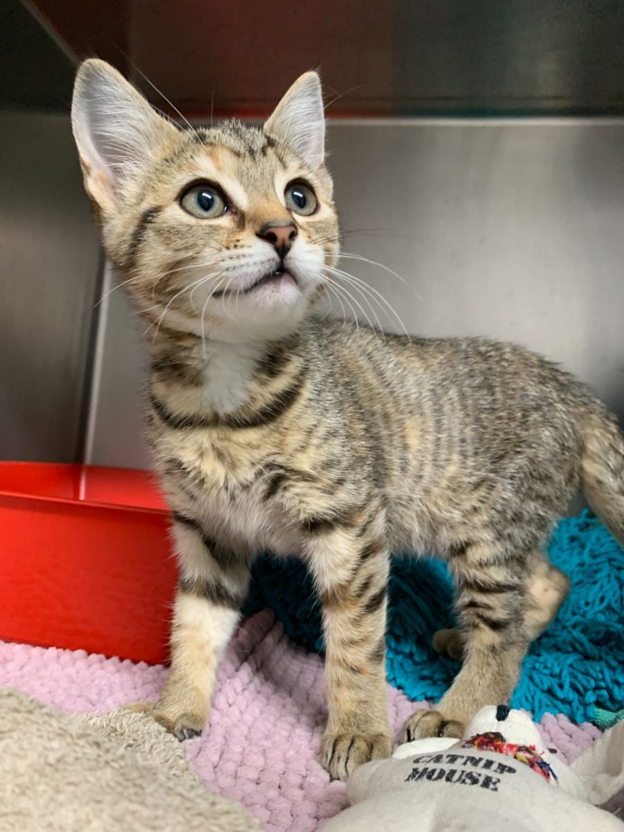 Tibbs - Female Domestic Short Hair Cat in VIC - PetRescue