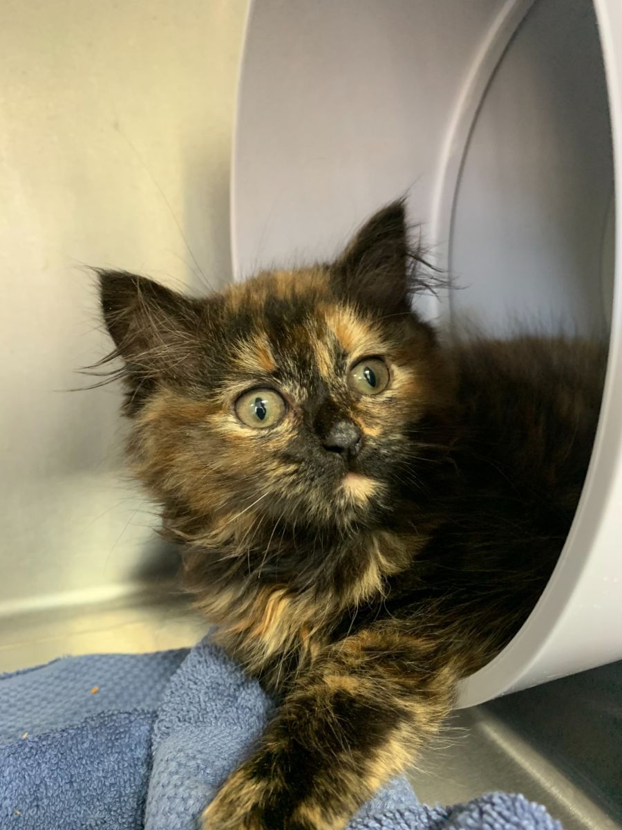 Cannoli - Female Domestic Long Hair Cat in VIC - PetRescue