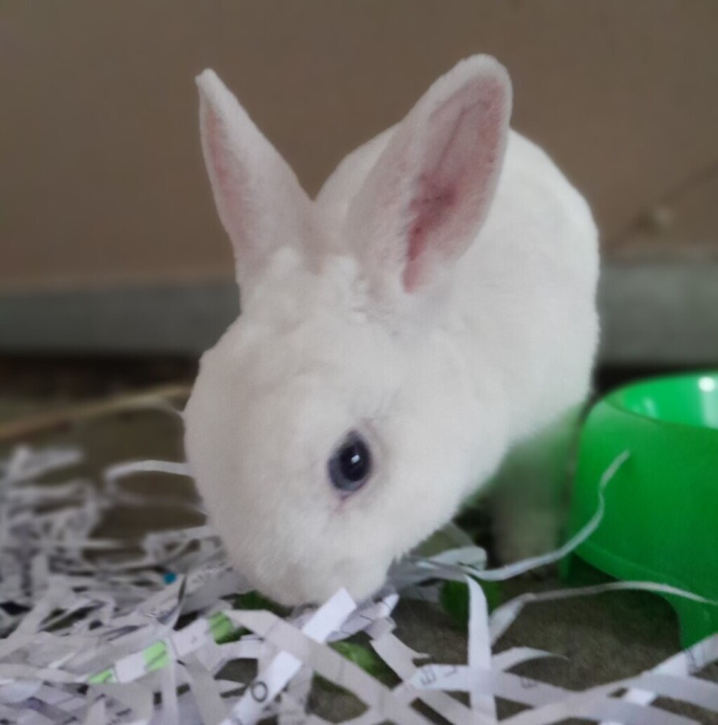 Doc - Male Netherland Dwarf Mix Rabbit in VIC - PetRescue