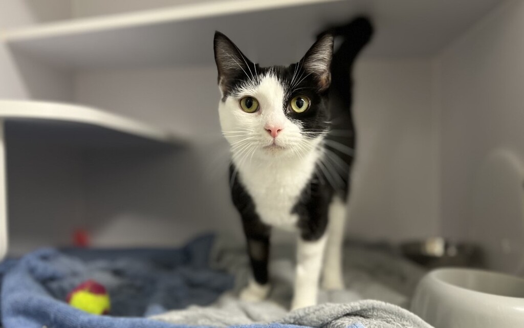 Gretta - Female Domestic Short Hair Mix Cat in VIC - PetRescue