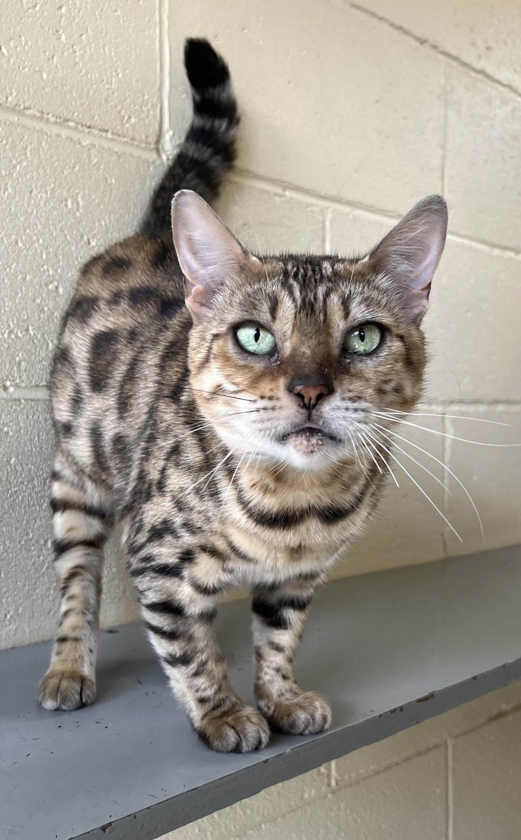 Meli - Female Bengal Cat in VIC - PetRescue