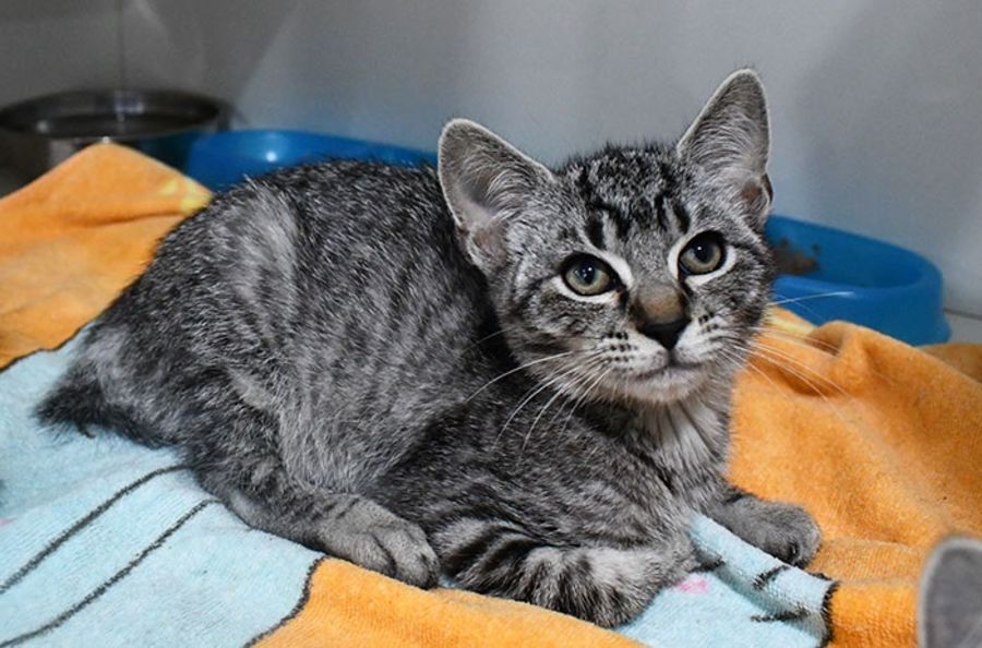 Thatcher - Male Domestic Short Hair Cat in NSW - PetRescue