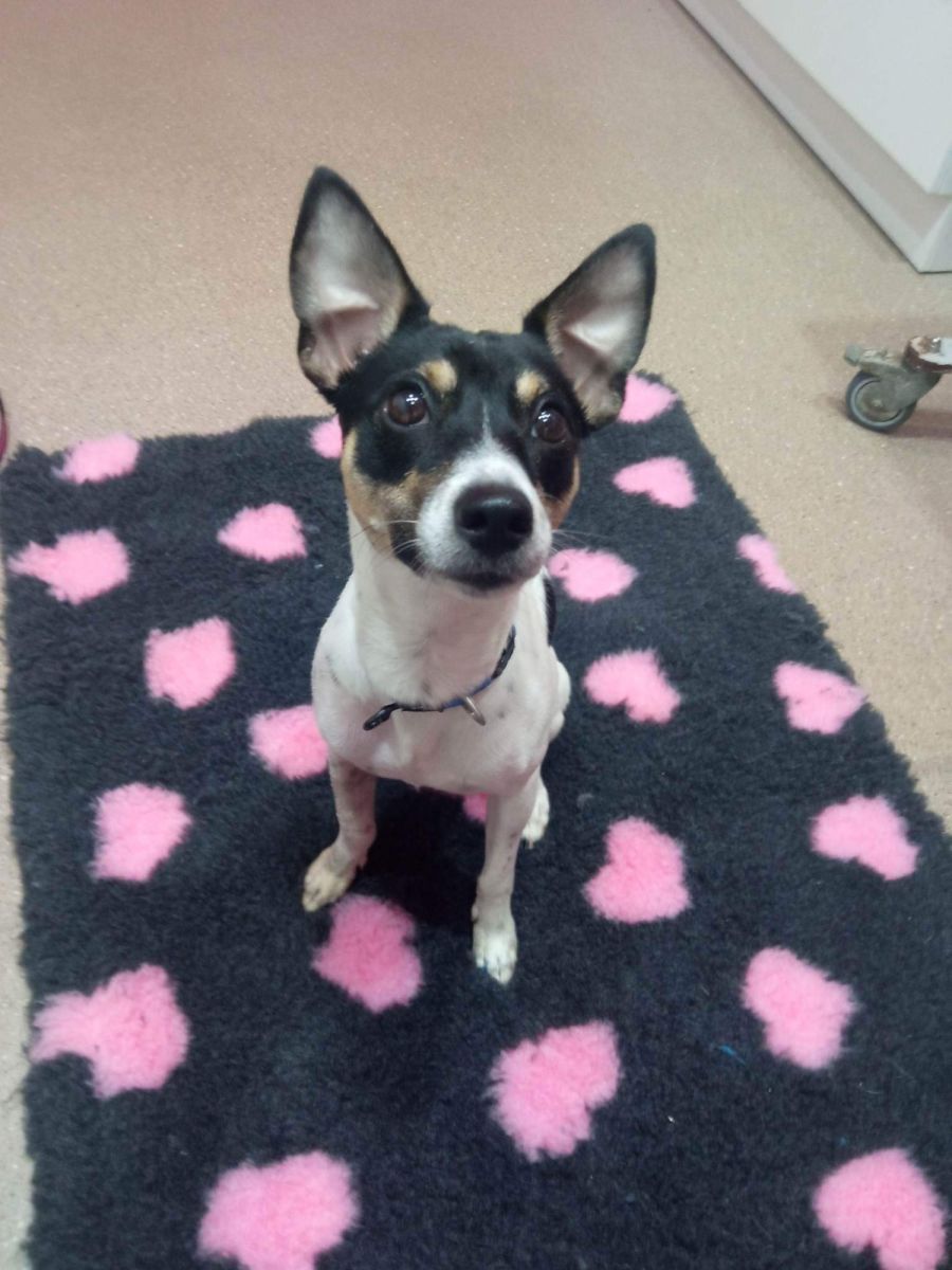 Toto - Small Male Tenterfield Terrier Dog in QLD - PetRescue