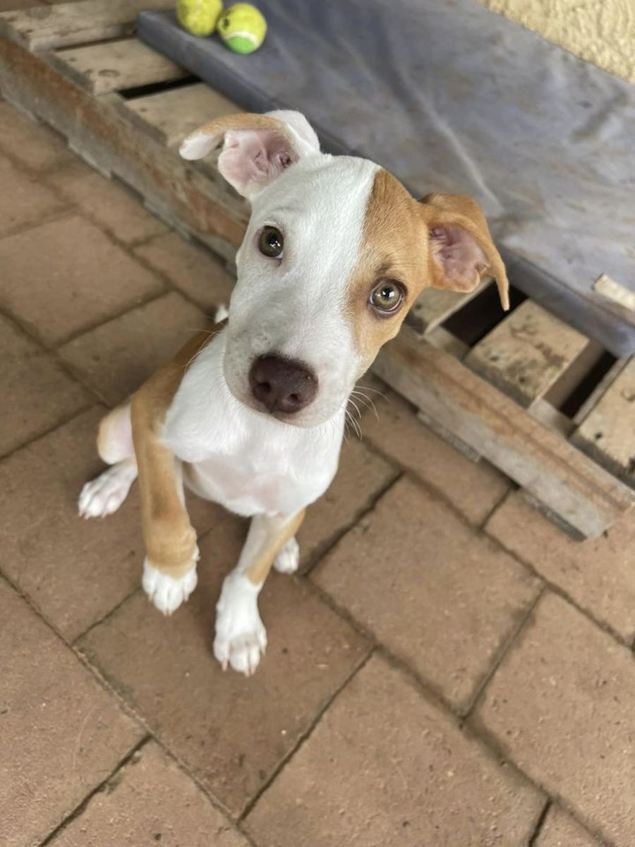 Duke - Medium Male Jack Russell Terrier x Staffy Mix Dog in QLD - PetRescue
