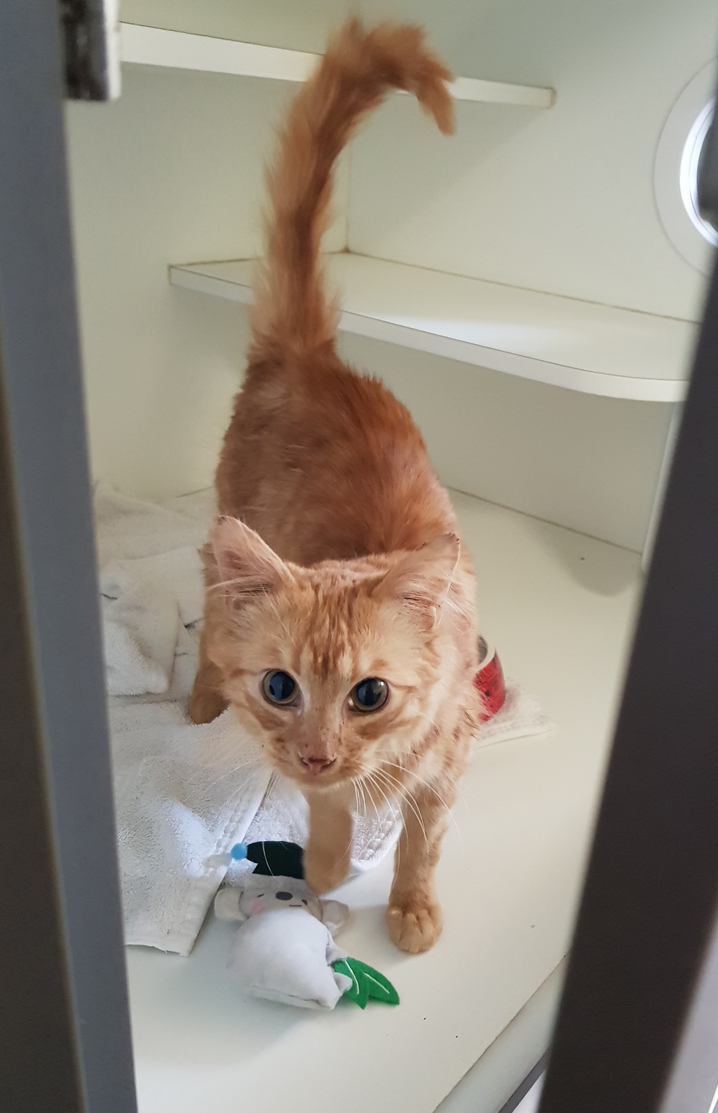 Shackleton - Male Dmh Mix Cat in WA - PetRescue