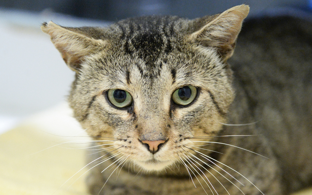 Dumbledore - Male Domestic Short Hair Mix Cat in VIC - PetRescue