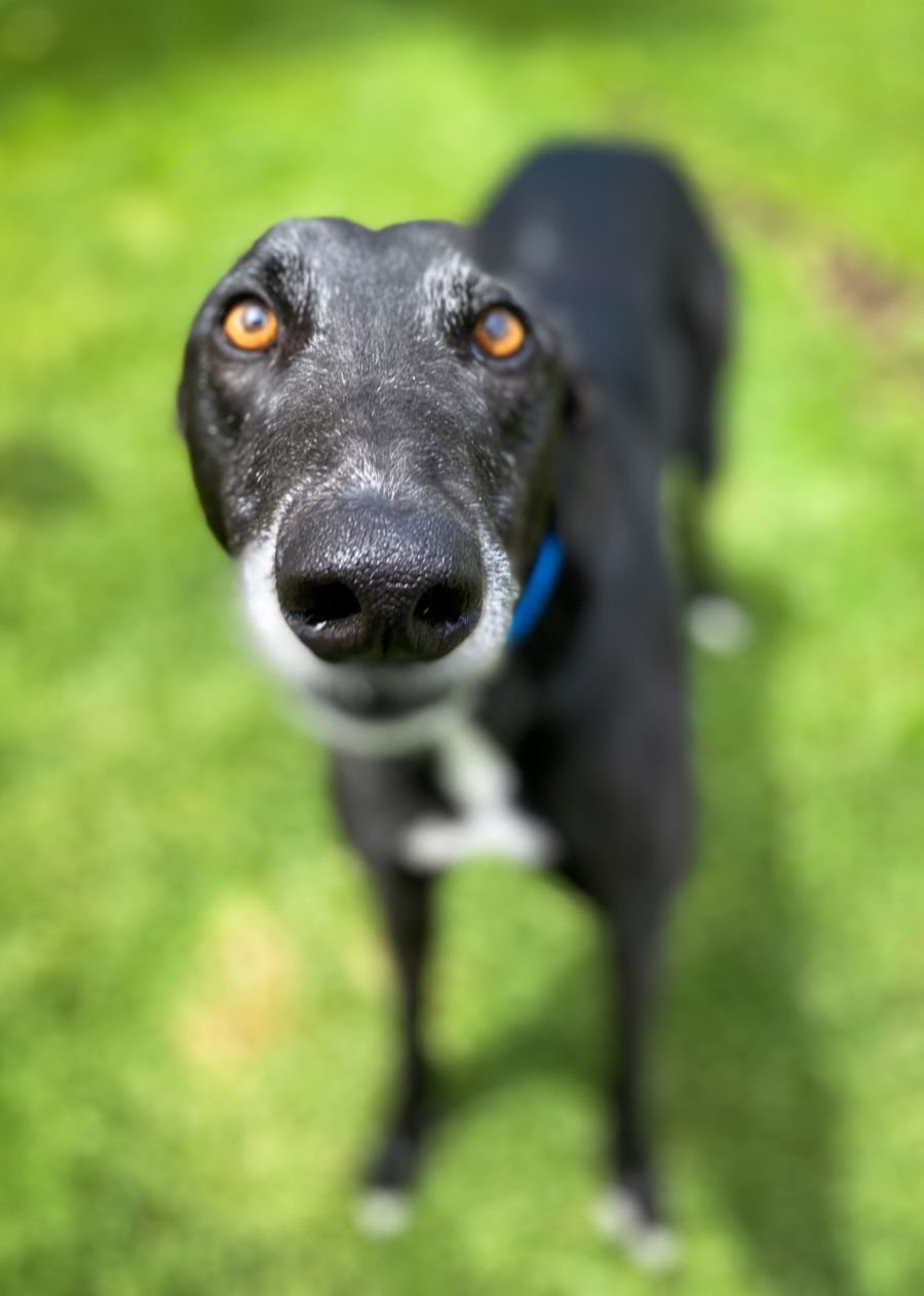 Chunky - Large Male Greyhound Dog in VIC - PetRescue