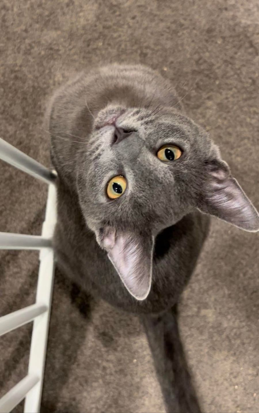 Sully - Male Russian Blue Cat in VIC - PetRescue