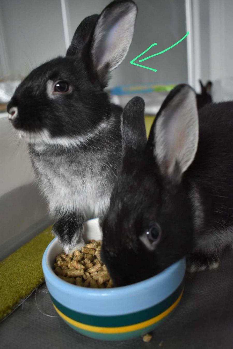 Smarty - Male Netherland Dwarf Mix Rabbit in VIC - PetRescue