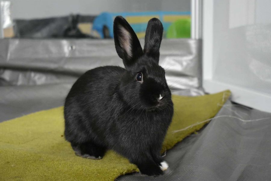 Lindt - Female Netherland Dwarf Mix Rabbit in VIC - PetRescue
