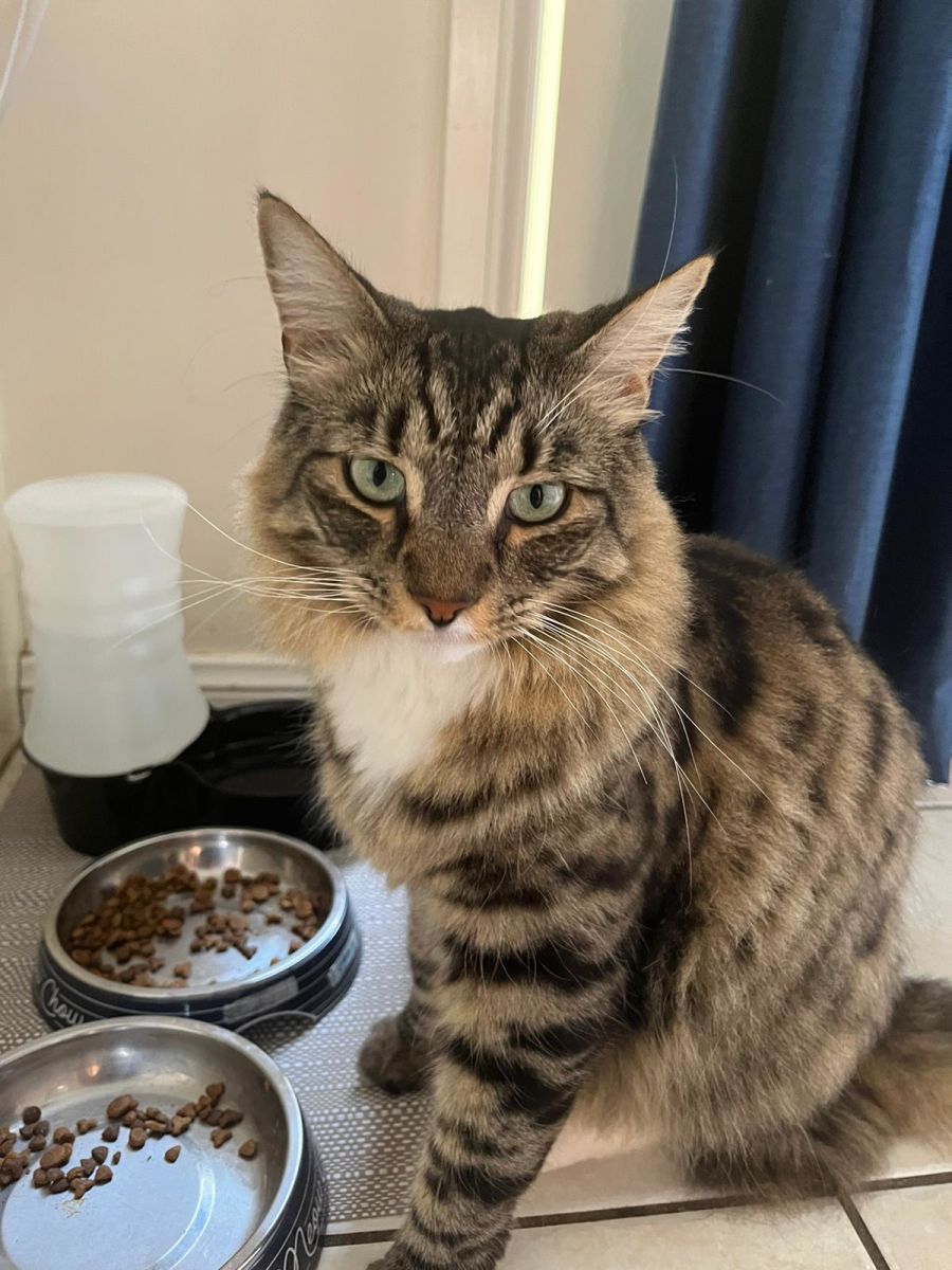 Symba and Milo - Male Domestic Medium Hair Cat in NSW - PetRescue