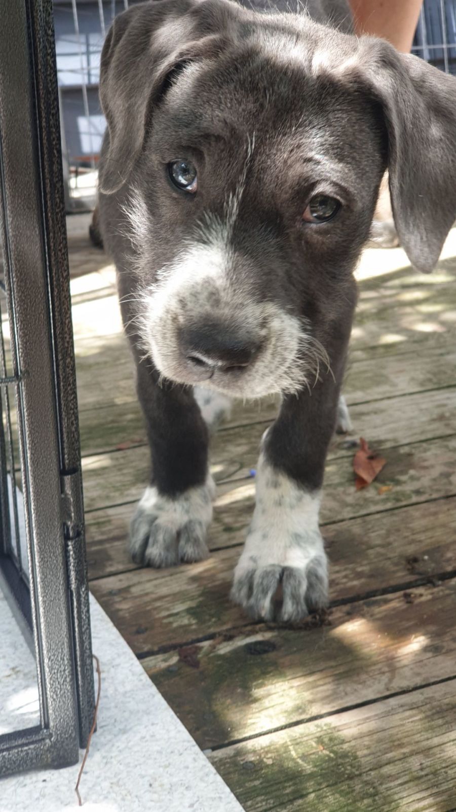 Glenmoray - Large Female Irish Wolfhound x Great Dane x Staghound Mix ...