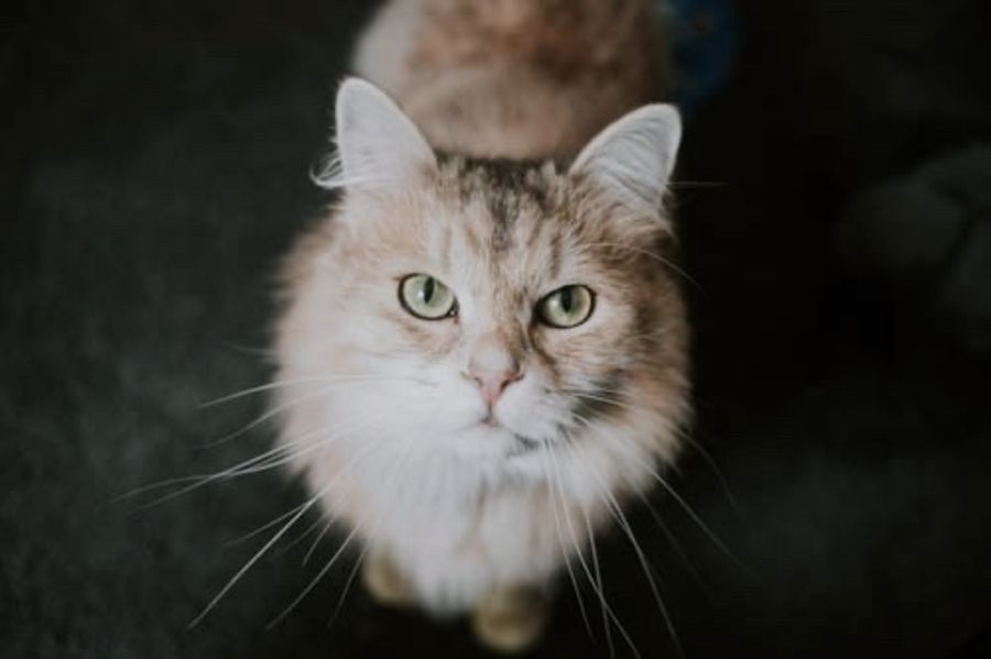 Moscow - Male Siberian Cat in VIC - PetRescue
