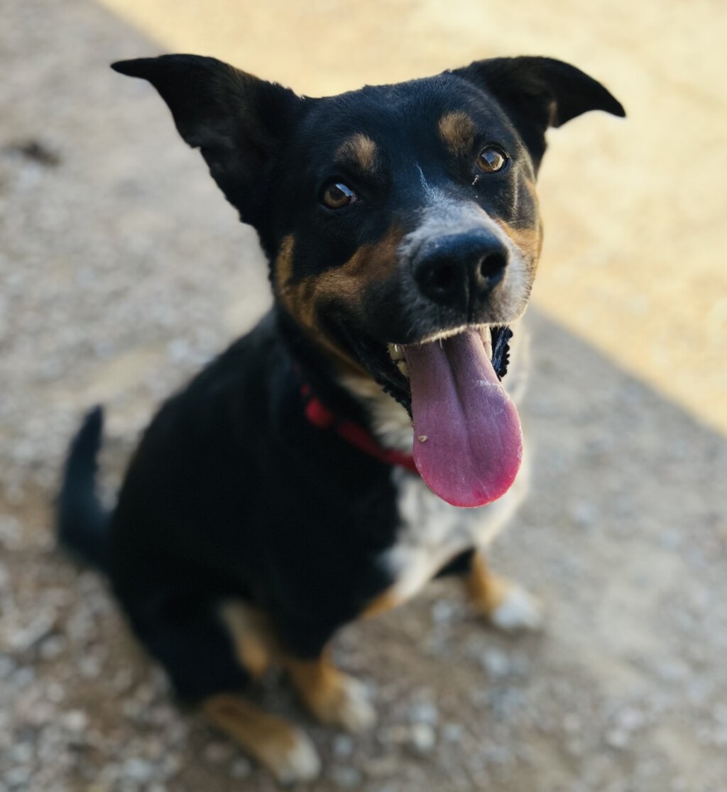 Toby - Medium Male Kelpie x Rottweiler Mix Dog in VIC - PetRescue