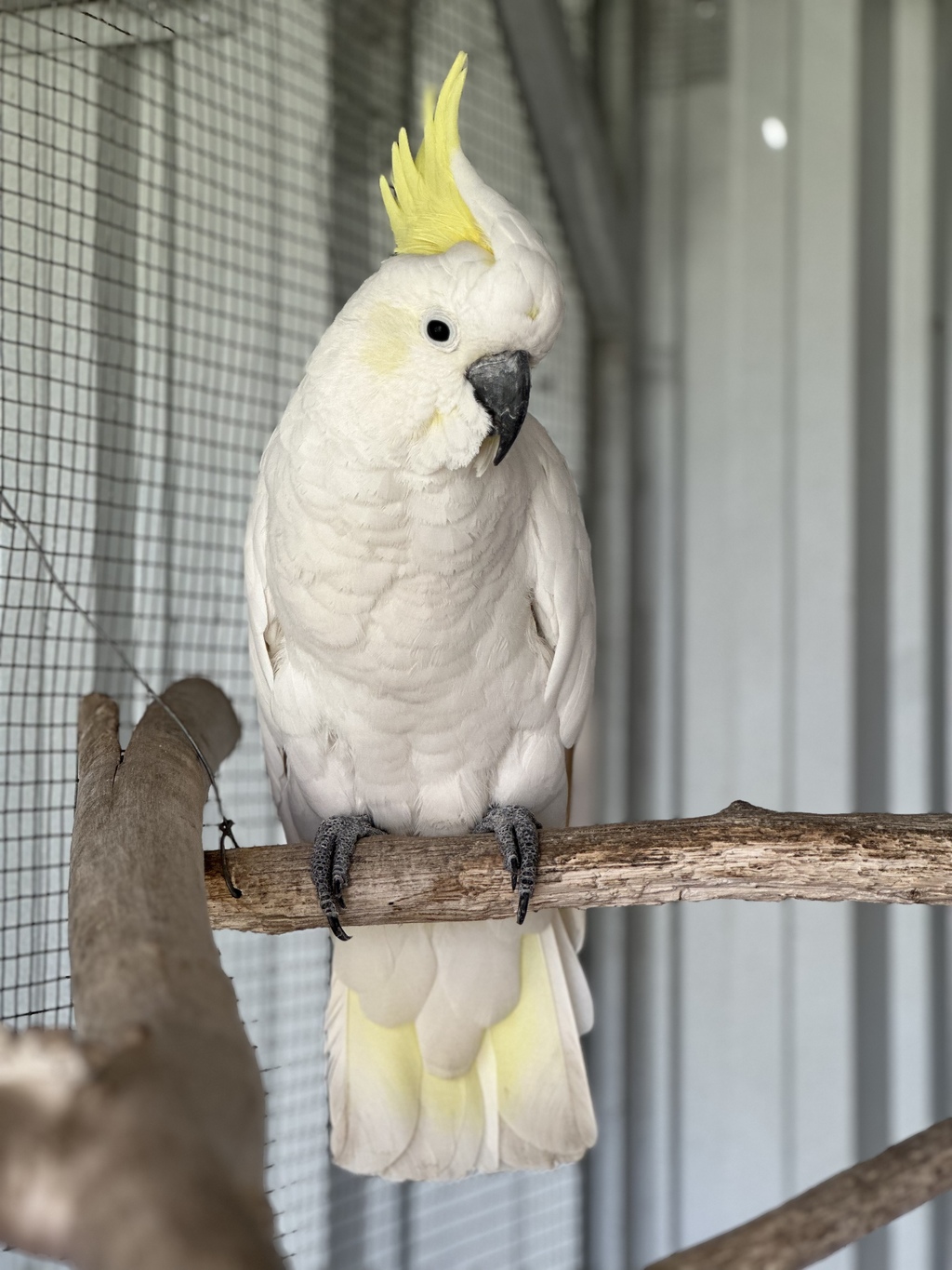 Matilda - Female Cockatoo Sulphur Crested Bird in ACT - PetRescue