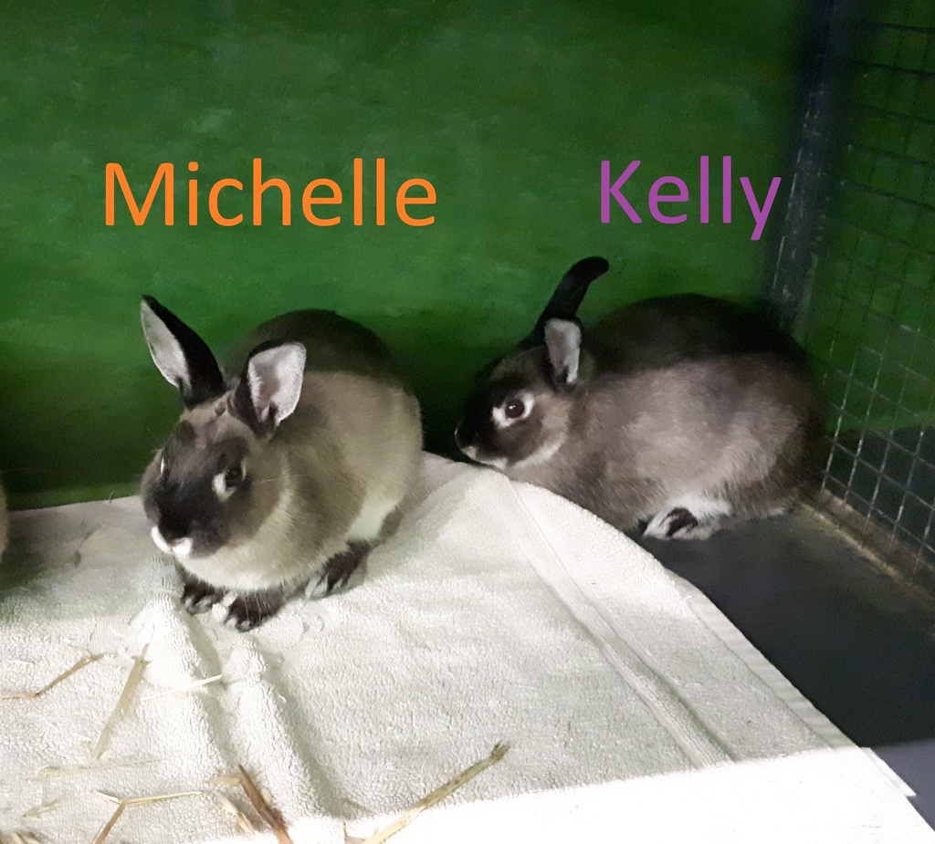 Kelly (bonded To Michelle) - Female Rabbit Unspecified Rabbit in VIC ...