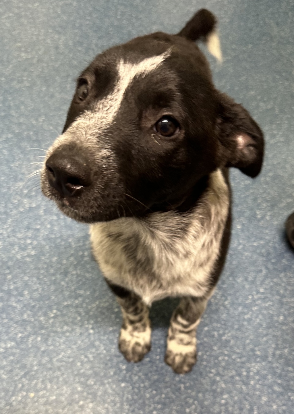 Milo - Medium Male Australian Cattle Dog Mix Dog in QLD - PetRescue
