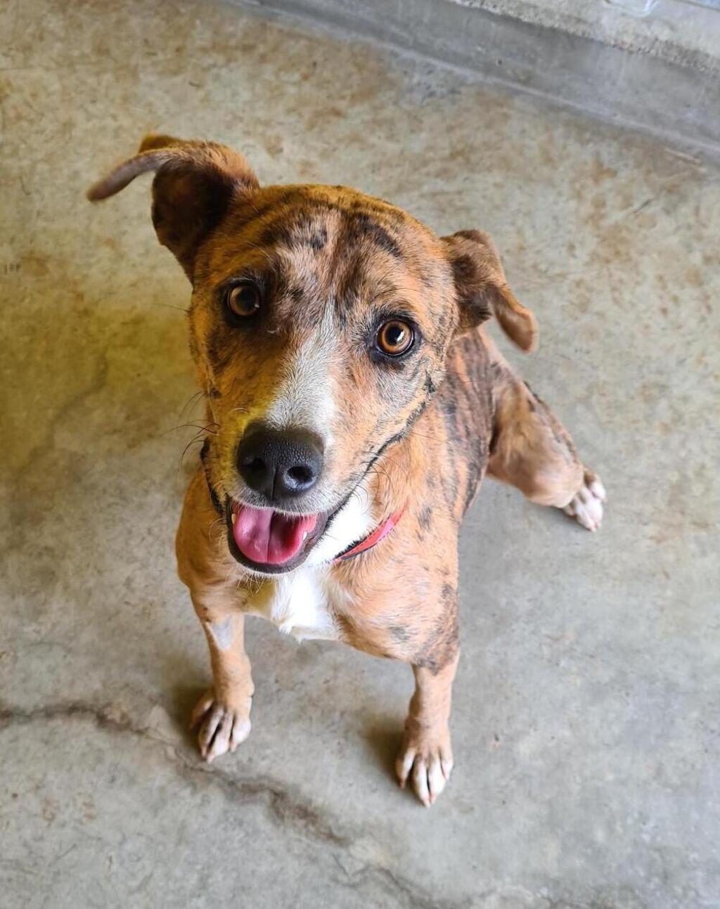 Penelope - Medium Female Kelpie x Australian Koolie Mix Dog in QLD ...