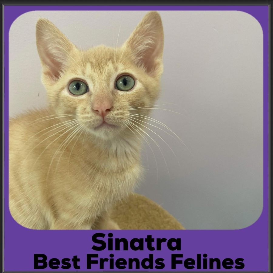 Sinatra - Male Domestic Short Hair Cat in QLD - PetRescue