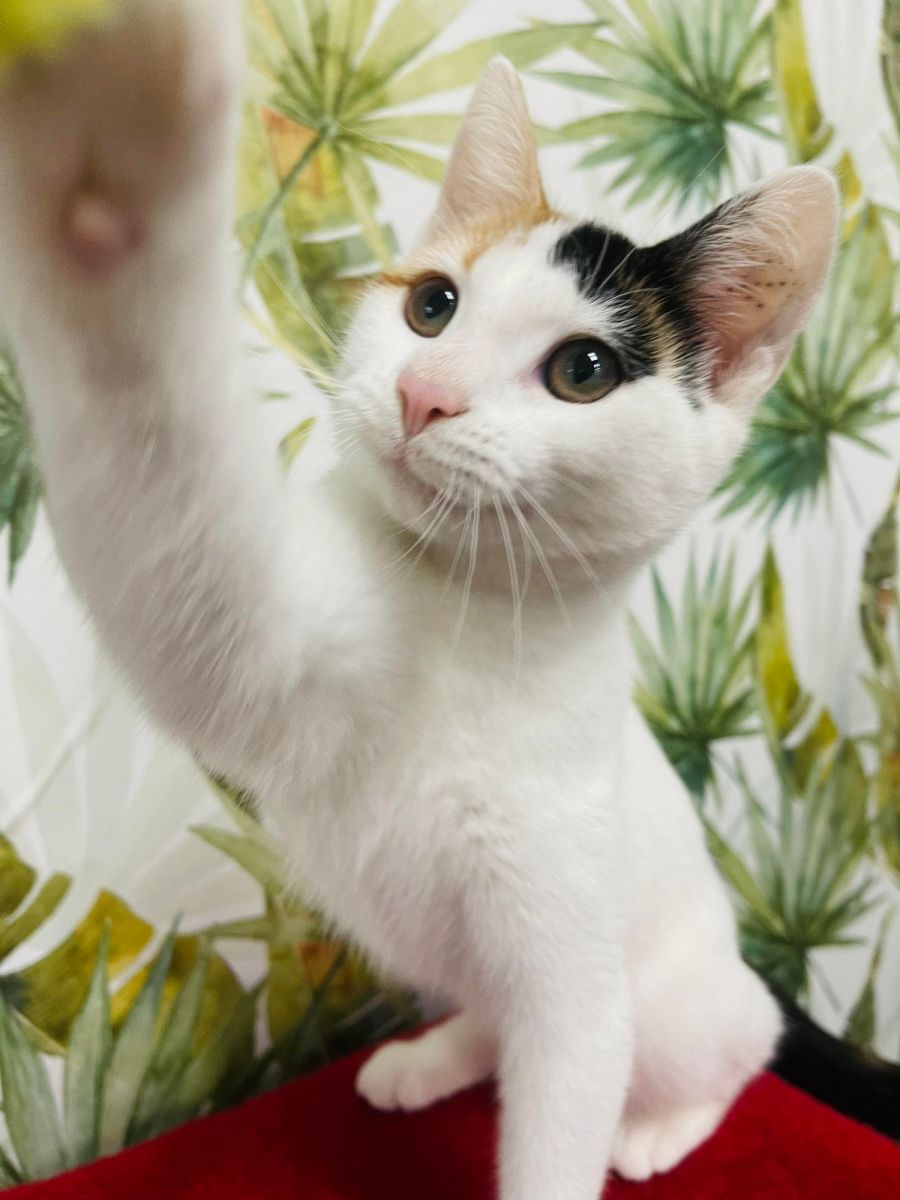 Patsy - Meet me at Nelly's Ark in Fairfield - Female Domestic Short ...