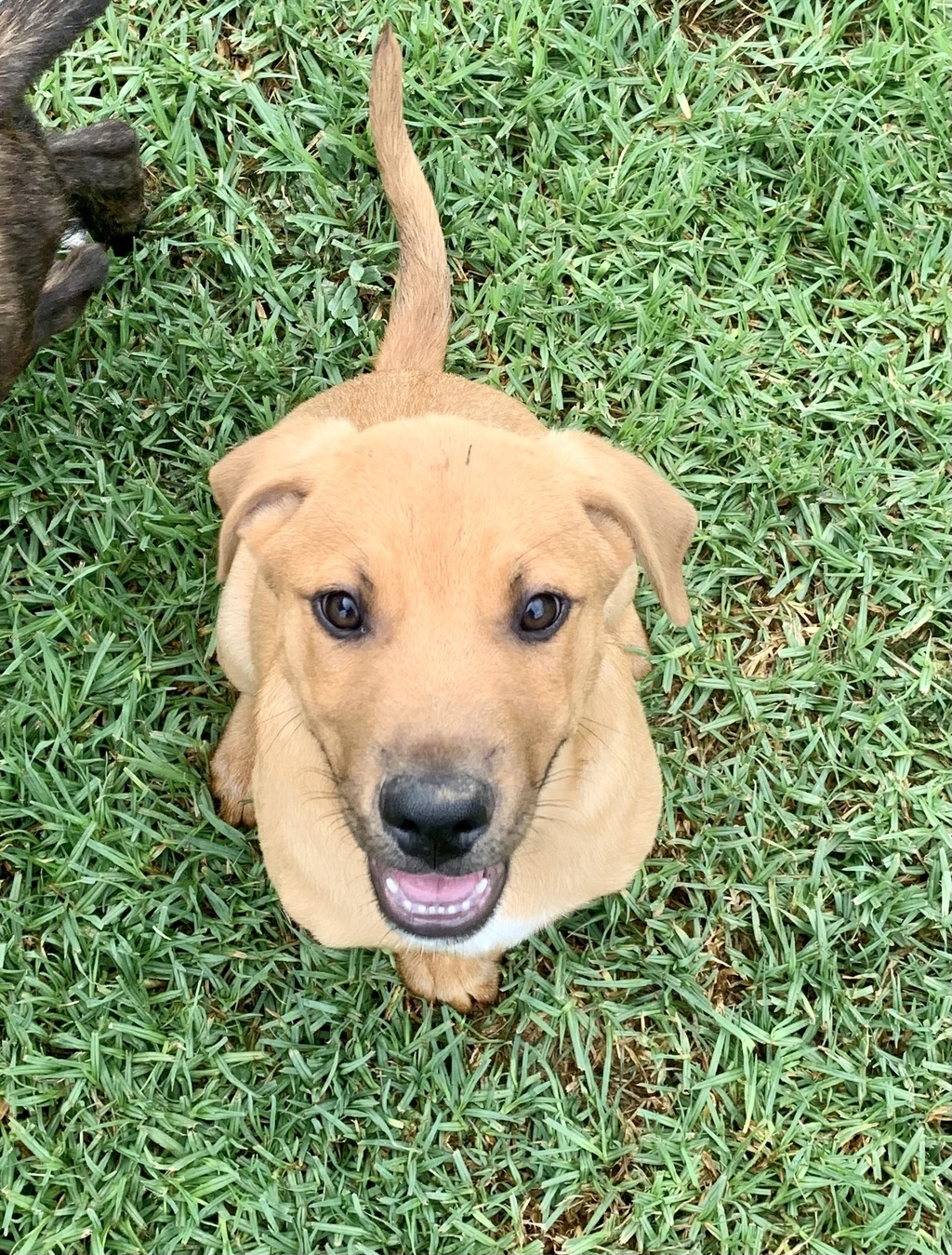 Chandler - Medium Male Bullmastiff x Labrador Retriever Mix Dog in QLD ...