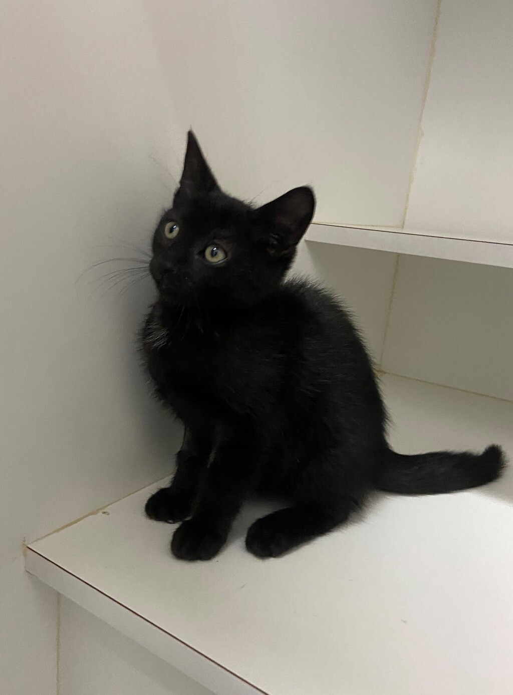Sambuca - Male Dsh Mix Cat in WA - PetRescue