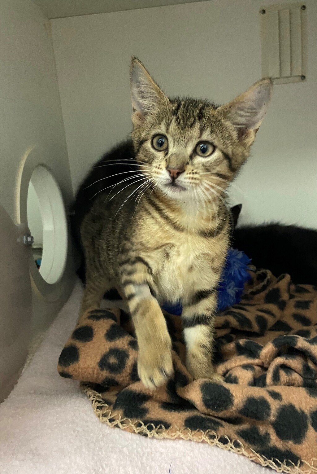 Palladium - Female Dsh Mix Cat in WA - PetRescue