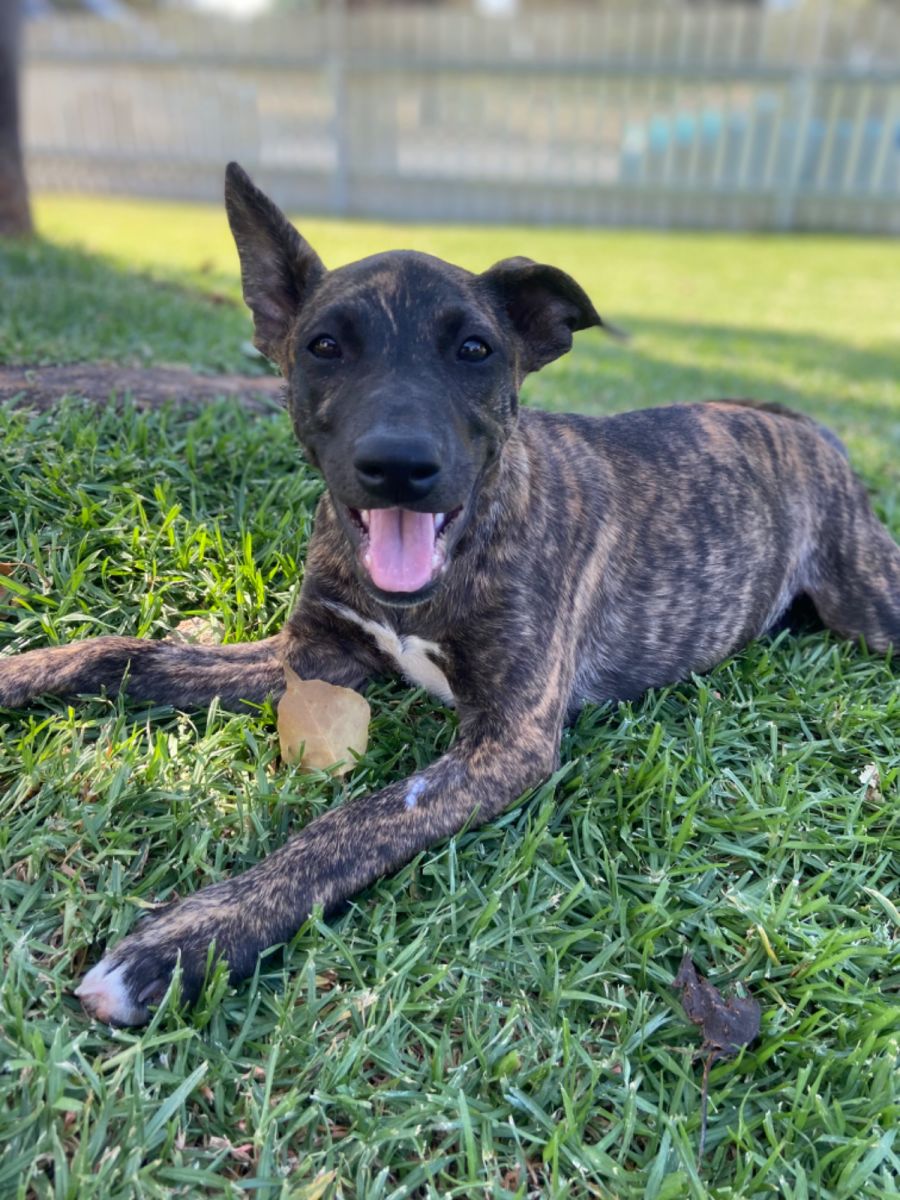 Xena - Large Female Mixed Breed Dog in VIC - PetRescue