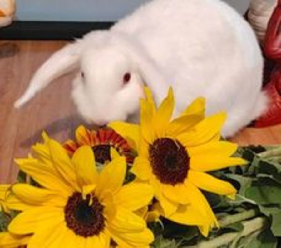 Dolly - Female Lop Eared Rabbit in VIC - PetRescue