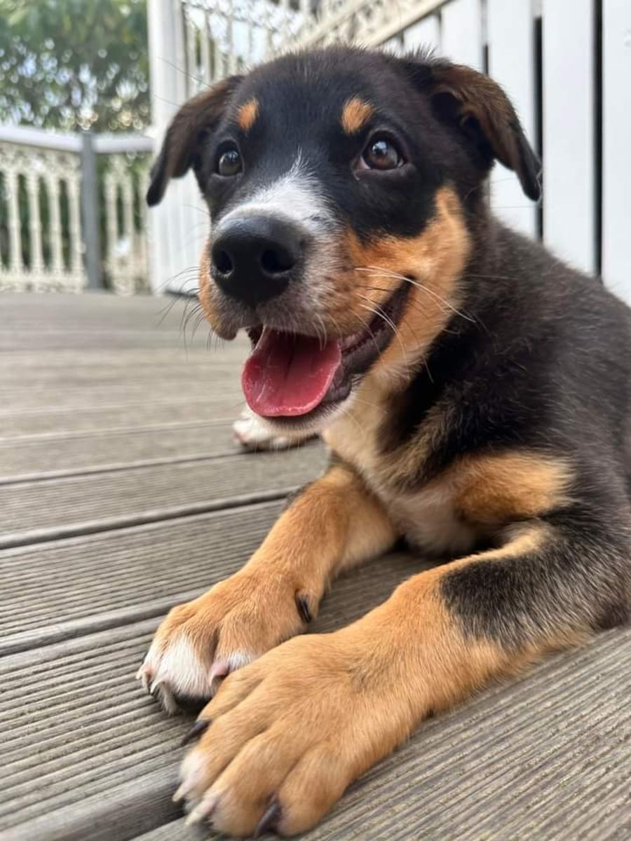 Watson - Medium Male Border Collie x Kelpie Mix Dog in QLD - PetRescue