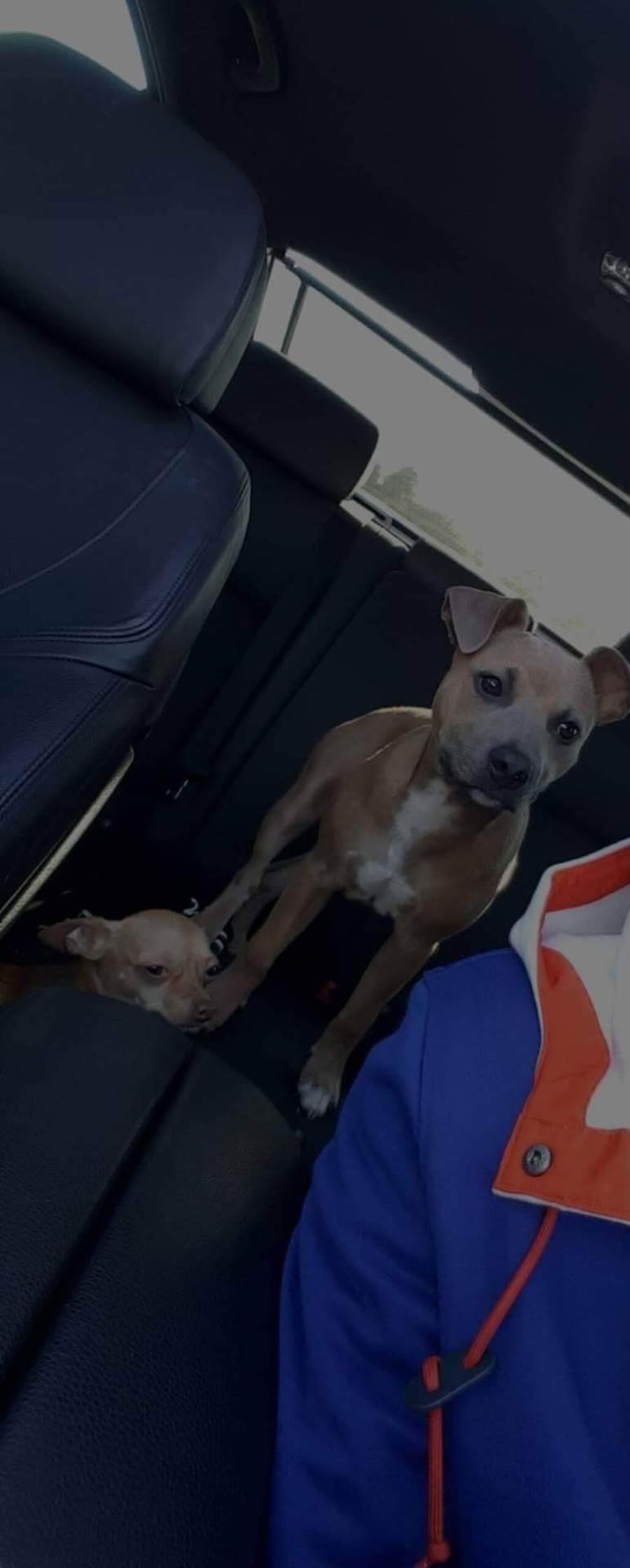 Missy Moo & Keechi - Large Female American Staffordshire Bull Terrier ...