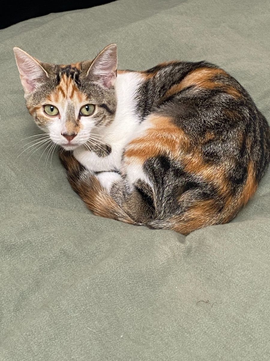 Dookie - Female Domestic Short Hair Cat in VIC - PetRescue