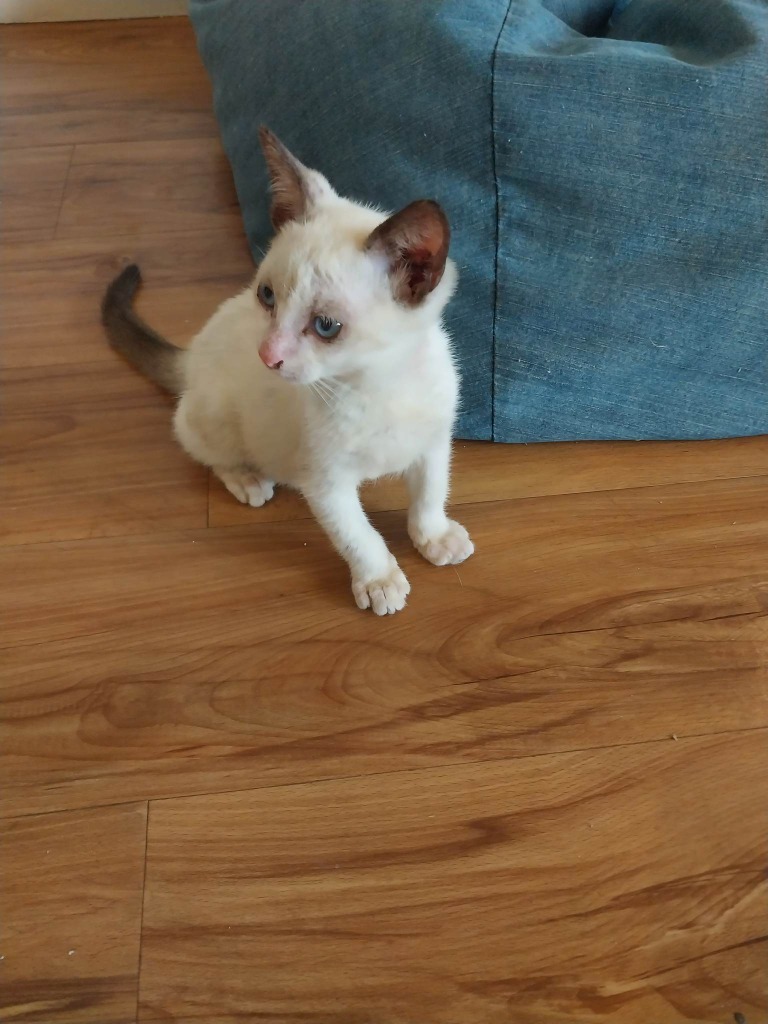 Bibble - Male Domestic Short Hair Cat in NT - PetRescue