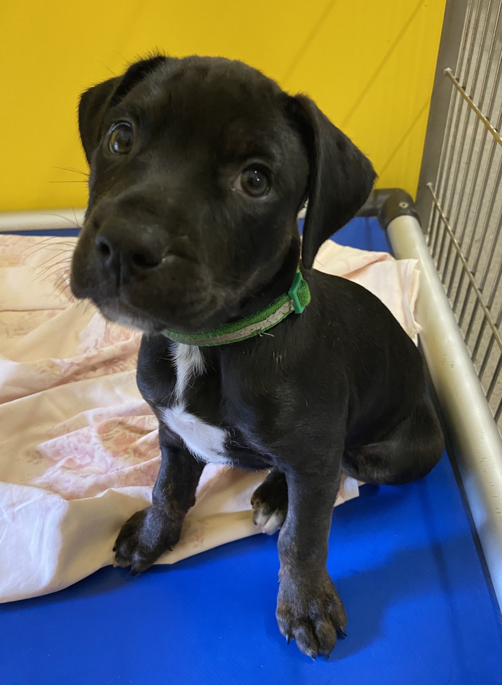 Romeo - Small Male Rottweiler x American Staffordshire Bull Terrier Mix ...