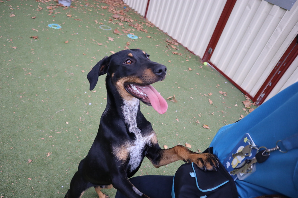 Skittles - Medium Male Pointer x Staffy Mix Dog in VIC - PetRescue