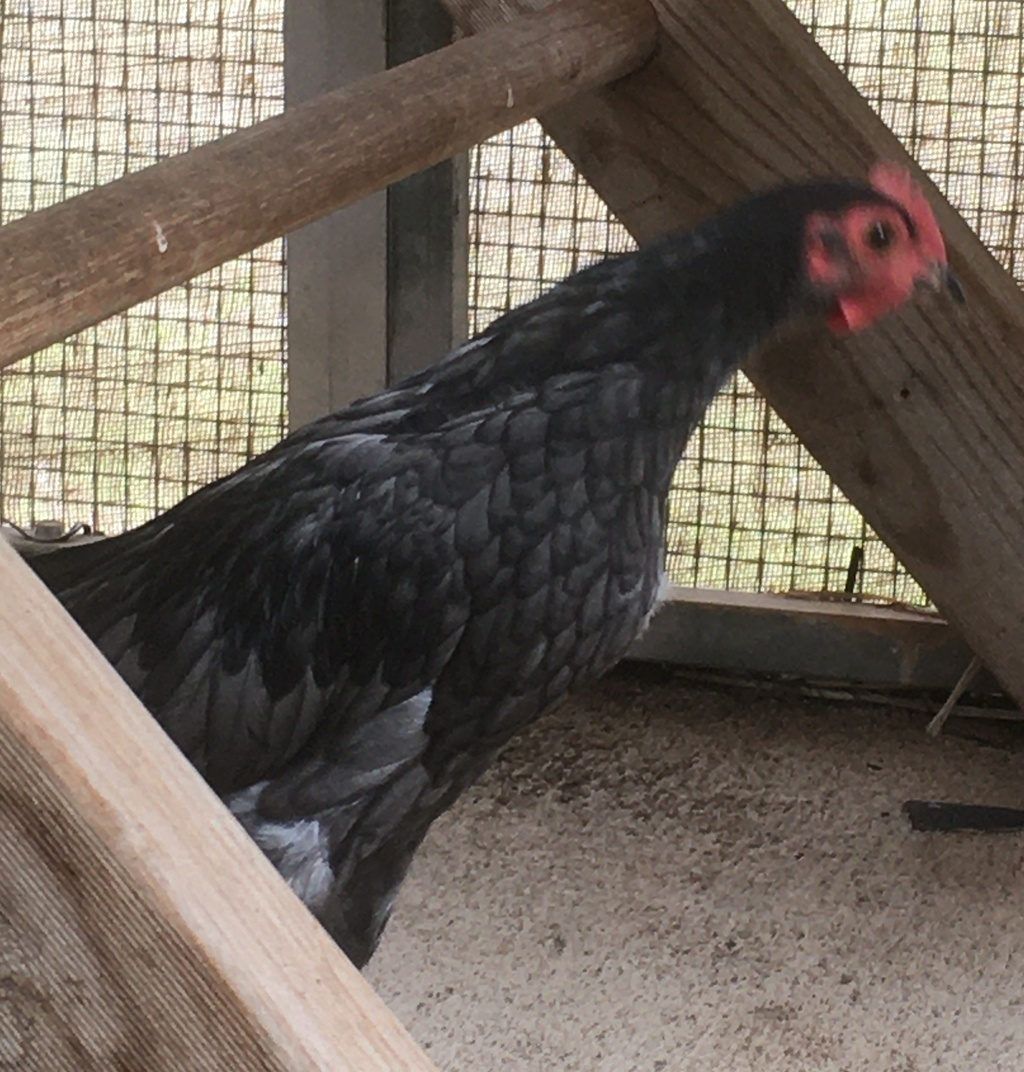 Larry - Male Bantam Mix Fowl in QLD - PetRescue