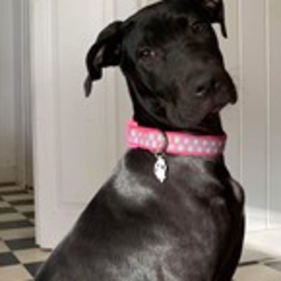 Miss Maserati - Large Female Bull Arab Mix Dog in QLD - PetRescue