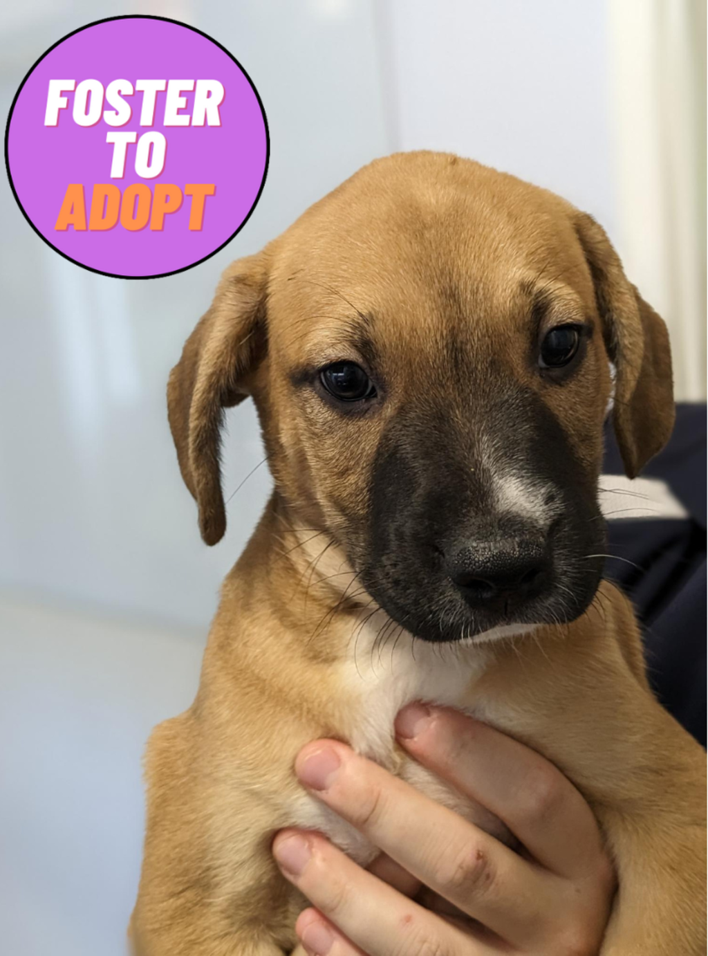 Lenny - Medium Male Medium Crossbreed Mix Dog in WA - PetRescue